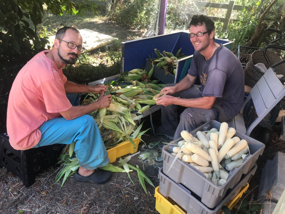 Farming Opportunities – ARTfarm on St. Croix, USVI