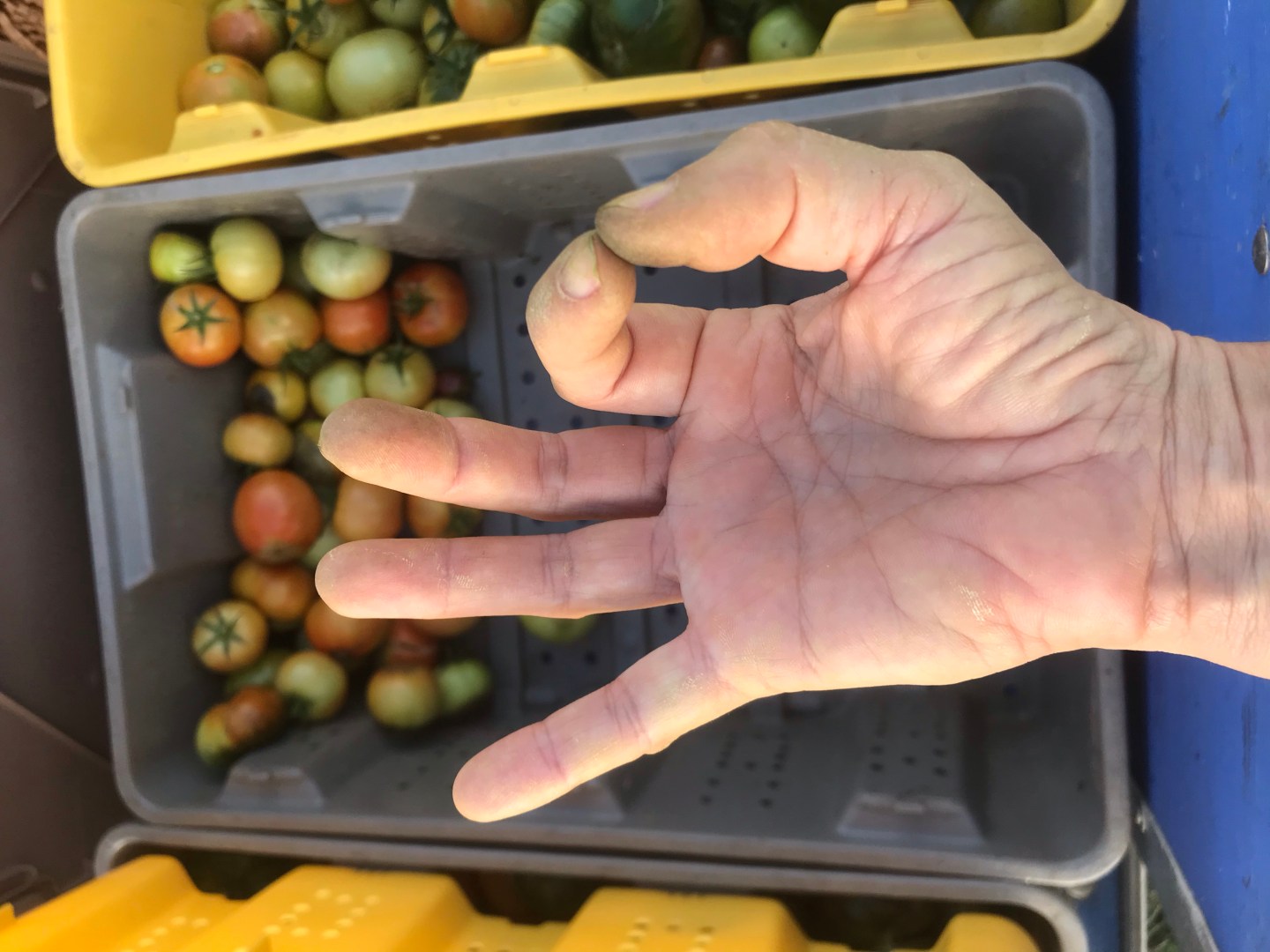 ARTfarm Saturday Morning Farmstand! 1/17/2026, 10:30AM – 11:30AM ...